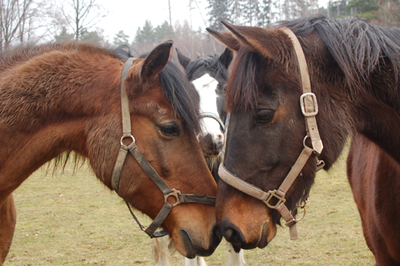 Historie koní :: Koně